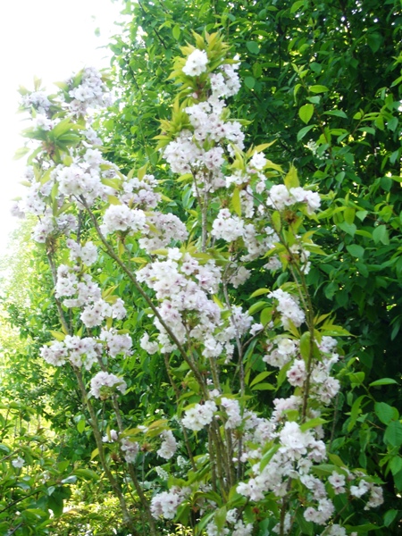 Blushing Bride Flowering Cherry Trees for Sale Online - View Now