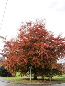Copper Beech Trees for Sale - Choose your Copper Beech Plant Now