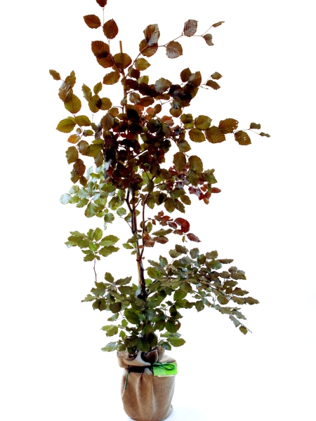 Copper Beech Trees for Sale | Trees Direct