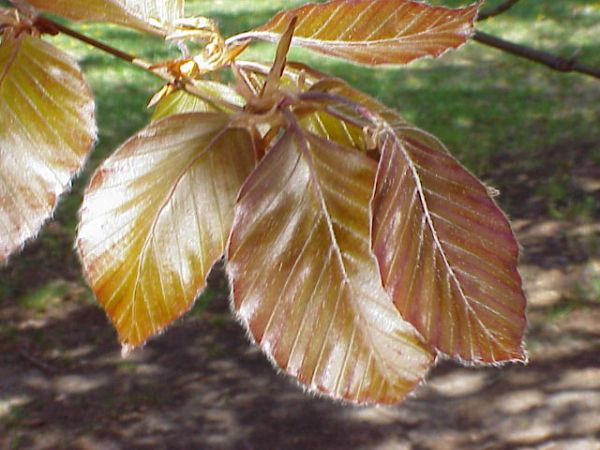 Copper Beech Trees for Sale - Choose your Copper Beech Plant Now