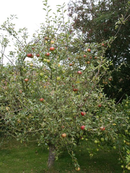 Cox Orange Pippin Apple Tree for Sale - Get Your Cox Apple Tree