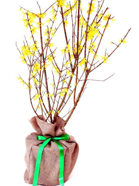 Forsythia Plant for Sale - Choose your Forsythia Shrubs Now