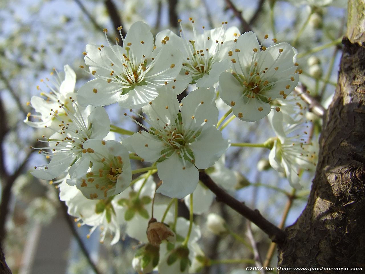 Great White Flowering Cherry Trees for Sale Online - View Now