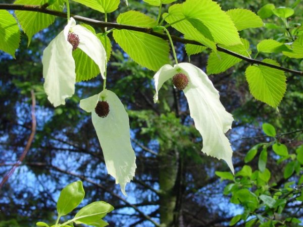 Handkerchief Trees for Sale - Choose your Handkerchief Plant Now