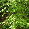 Hazel Tree for Sale Online - Choose your Hazel Plant Now