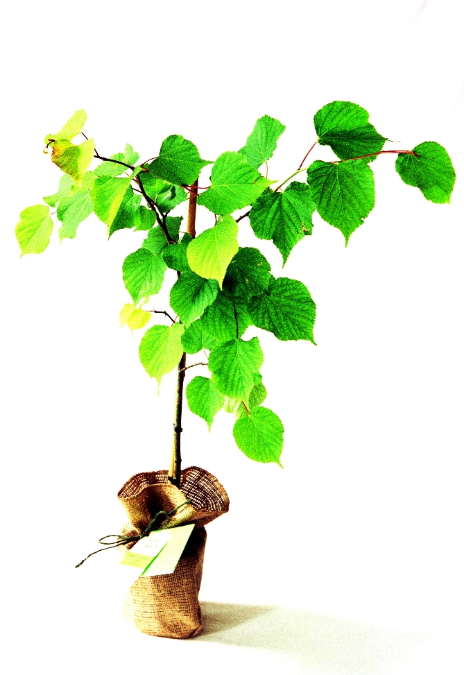 Small Leaved Lime Trees for Sale Online - View Now