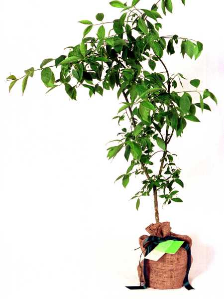 Spindle Trees for Sale Online - Choose your Spindle Plant Now