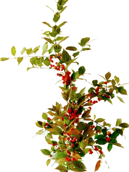 Spindle Trees for Sale Online - Choose your Spindle Plant Now