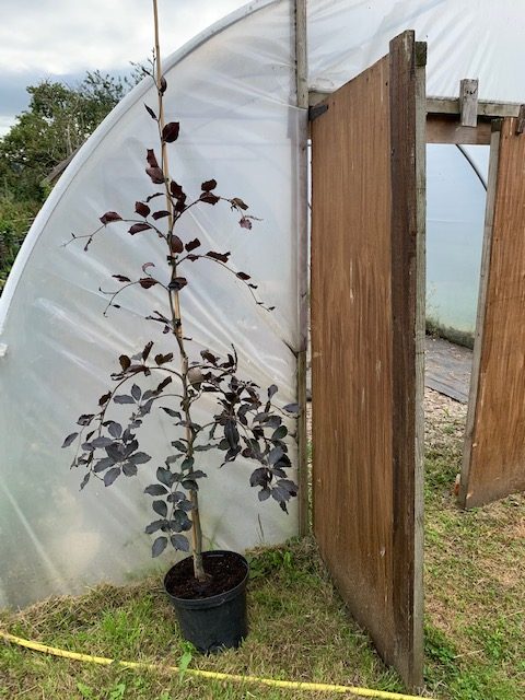 Copper Beech Trees for Sale - Choose your Copper Beech Plant Now