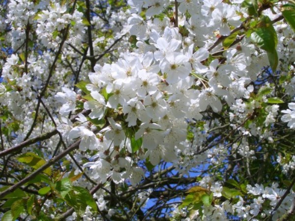 Wild Cherry Trees for Sale Online - Choose your Wild Cherry Plant