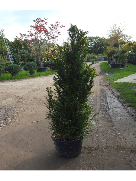 Yew Trees for Sale Online - Choose your Yew Plant Now