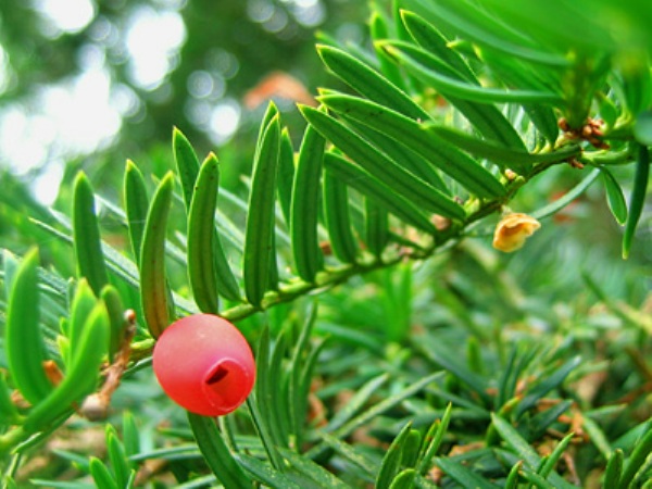 Yew Trees For Sale | Trees Direct