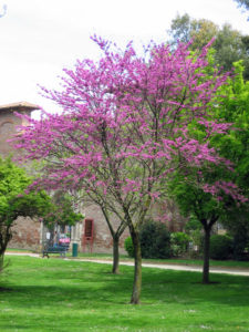 Judas Tree for Sale Online - Choose your Judas Plant Now